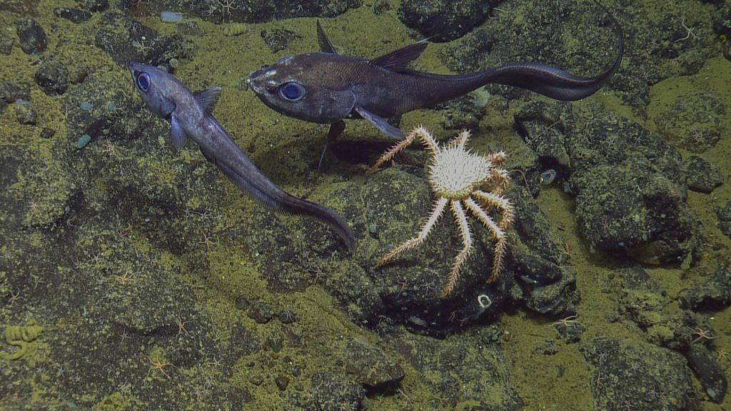 Conserving Canada's Diverse Marine Life — Global Issues