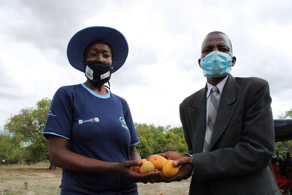 Natural Enemies: How Mango Farmers are Tackling an Invasive Fruit Fly ...