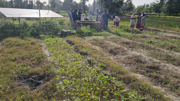 Farmers in Senegal Adopt Farming as a Business to Beat Climate Change ...