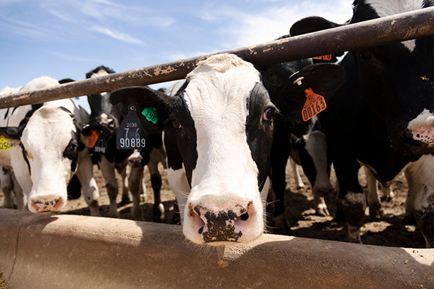 Improving Livestock Health Is a Net Positive Move Towards Net Zero ...